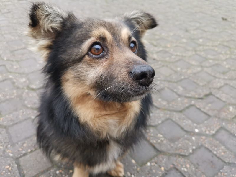 Lausitzer Tiere: Henry möchte bei dir einziehen | NIEDERLAUSITZ aktuell